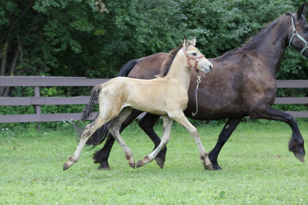 Mares - Black Diamond Friesians - Waukesha, WI