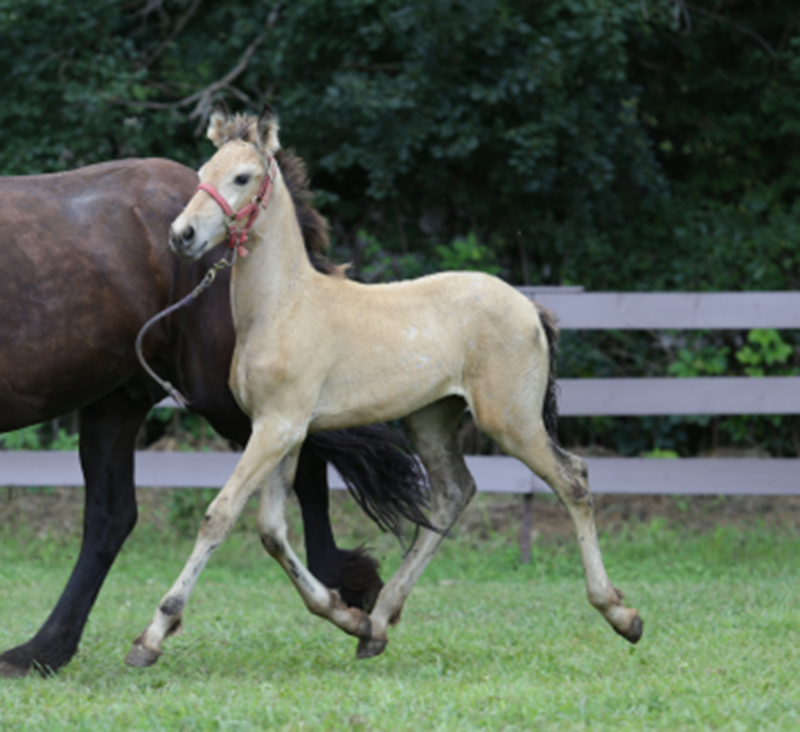 Mares - Black Diamond Friesians - Waukesha, WI